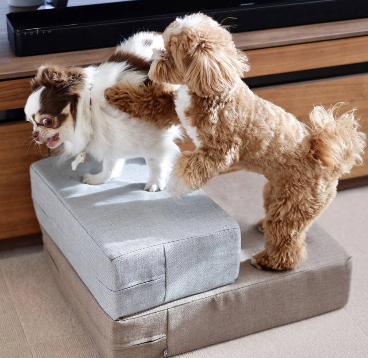 Sell Puppies Online 🐶 - Puppies Near You for Sale | Pawbe 🐾