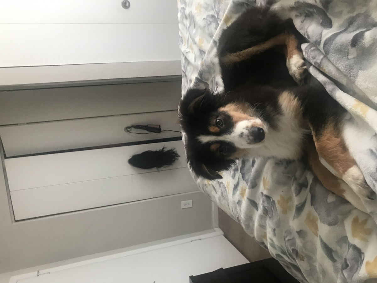 Sell Puppies Online 🐶 - Puppies Near You for Sale | Pawbe 🐾