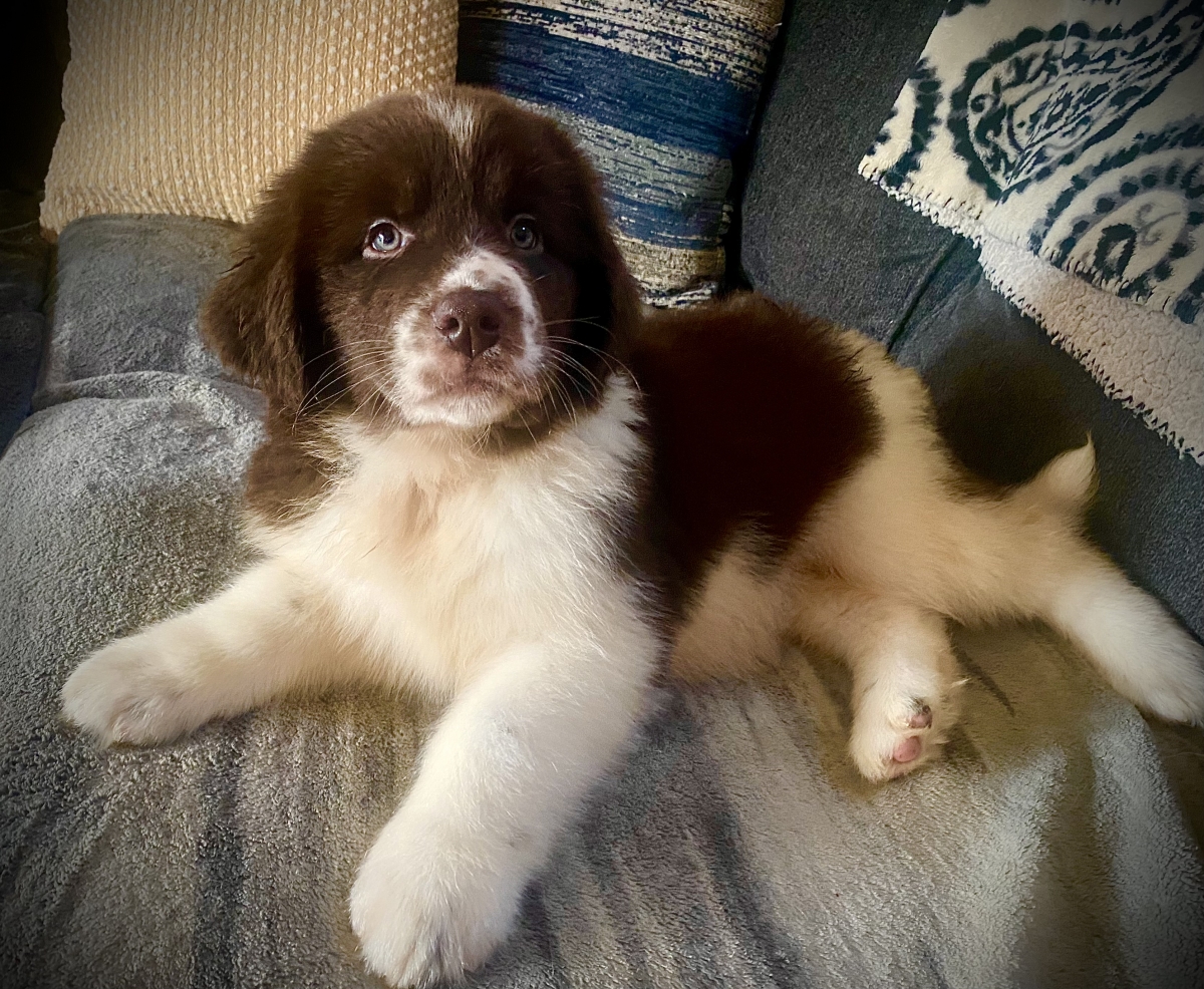 Sell Puppies Online 🐶 - Puppies Near You for Sale | Pawbe 🐾