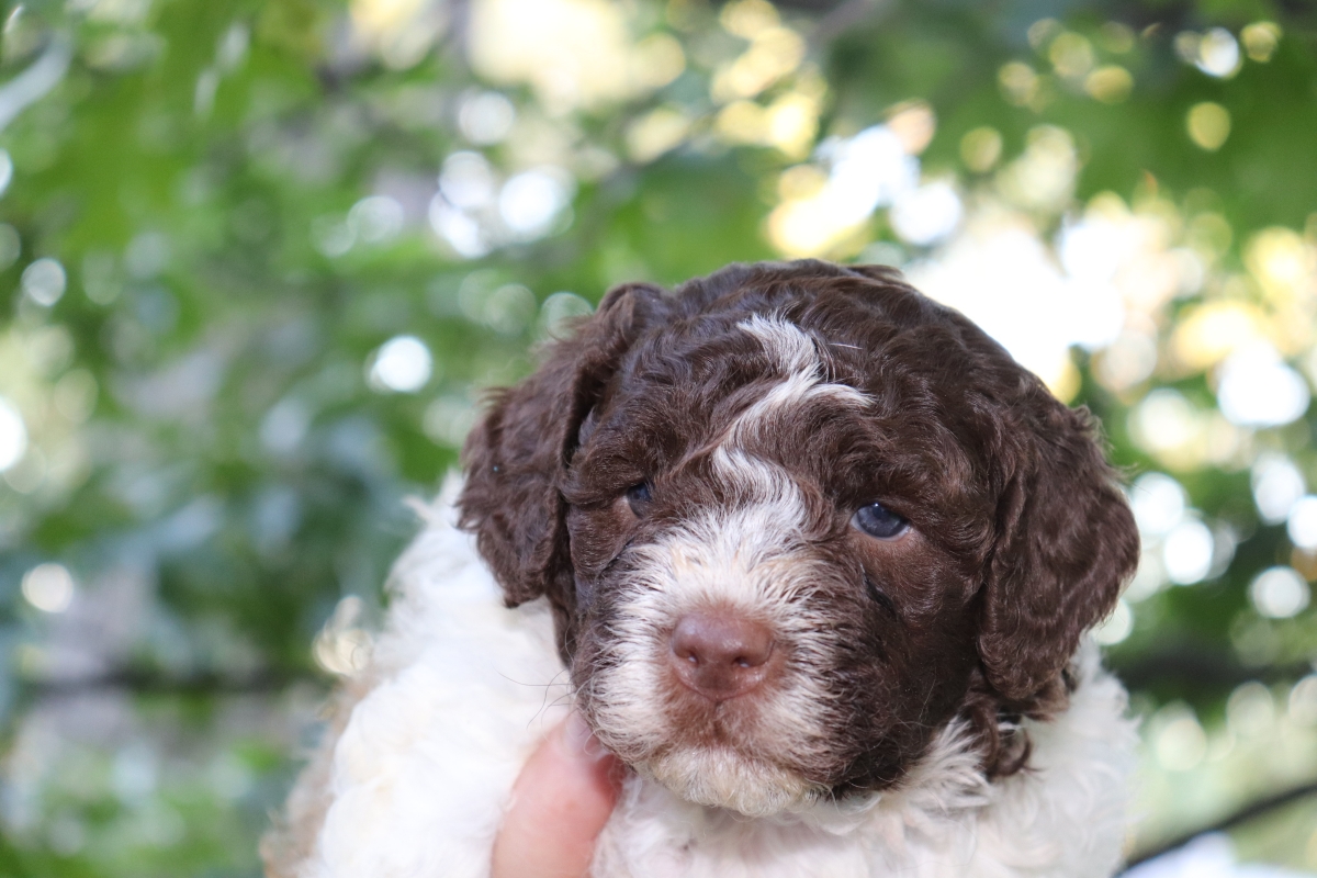 Sell Puppies Online 🐶 - Puppies Near You for Sale | Pawbe 🐾