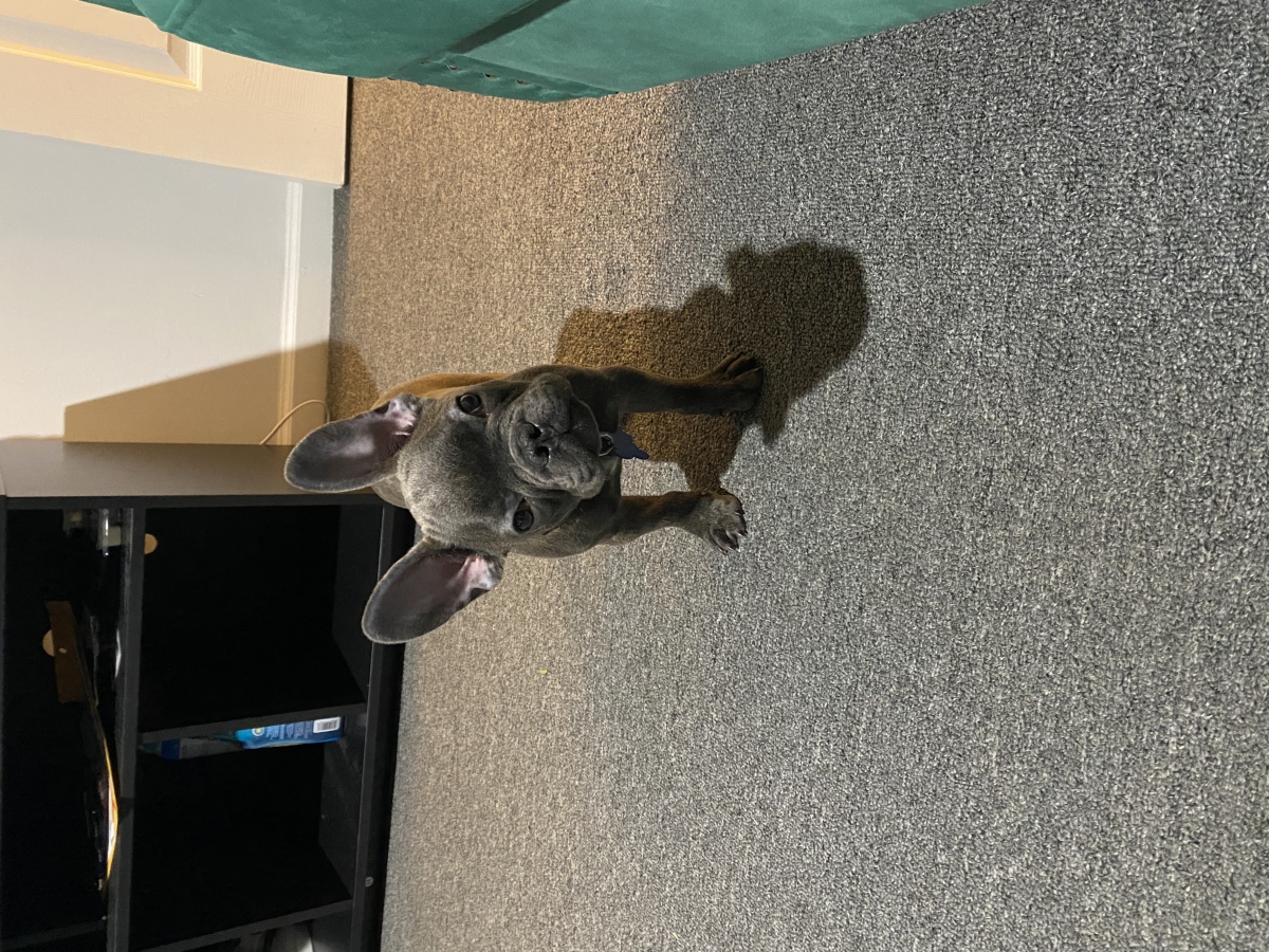 Sell Puppies Online 🐶 - Puppies Near You for Sale | Pawbe 🐾