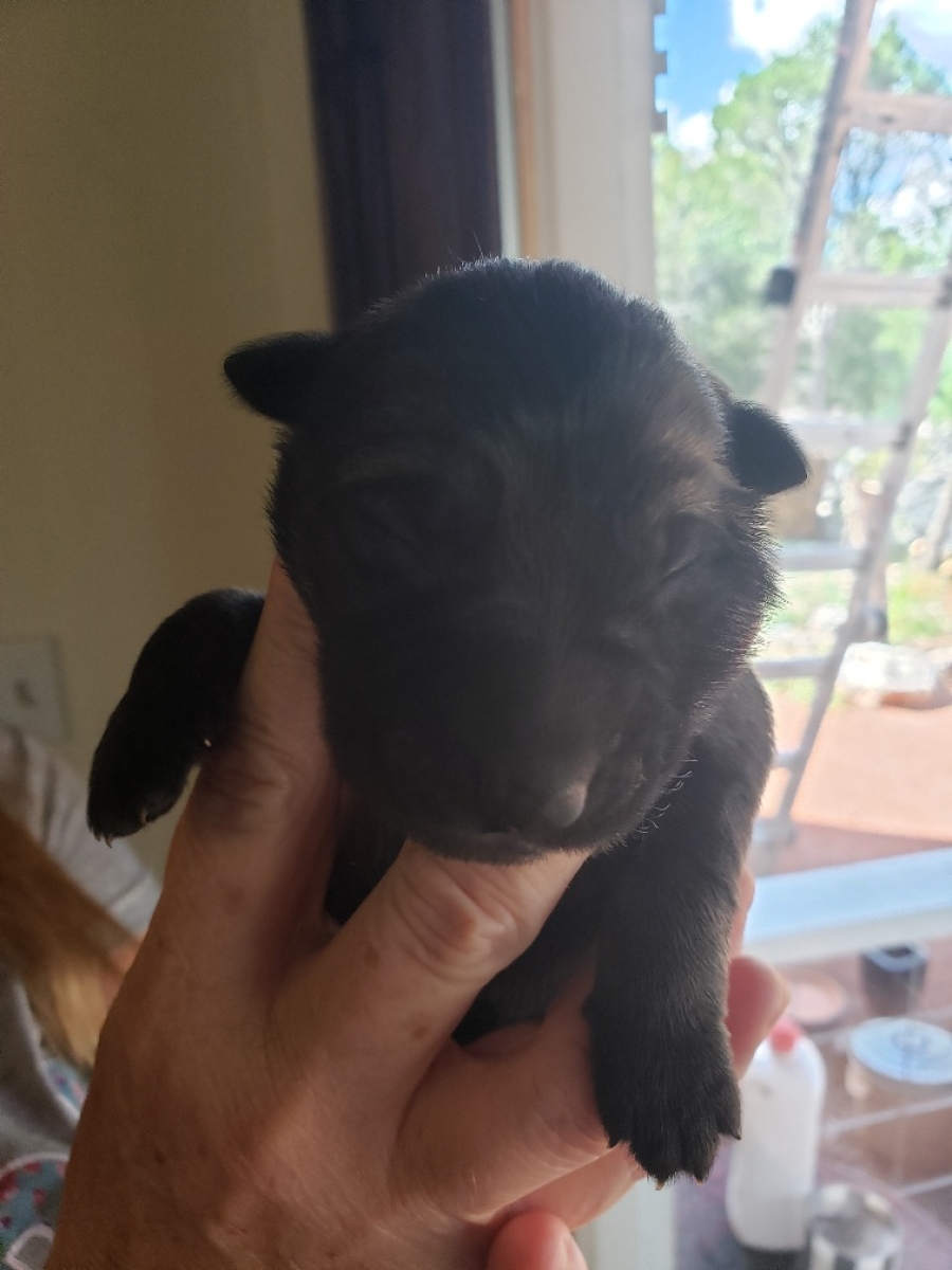 Sell Puppies Online 🐶 - Puppies Near You for Sale | Pawbe 🐾