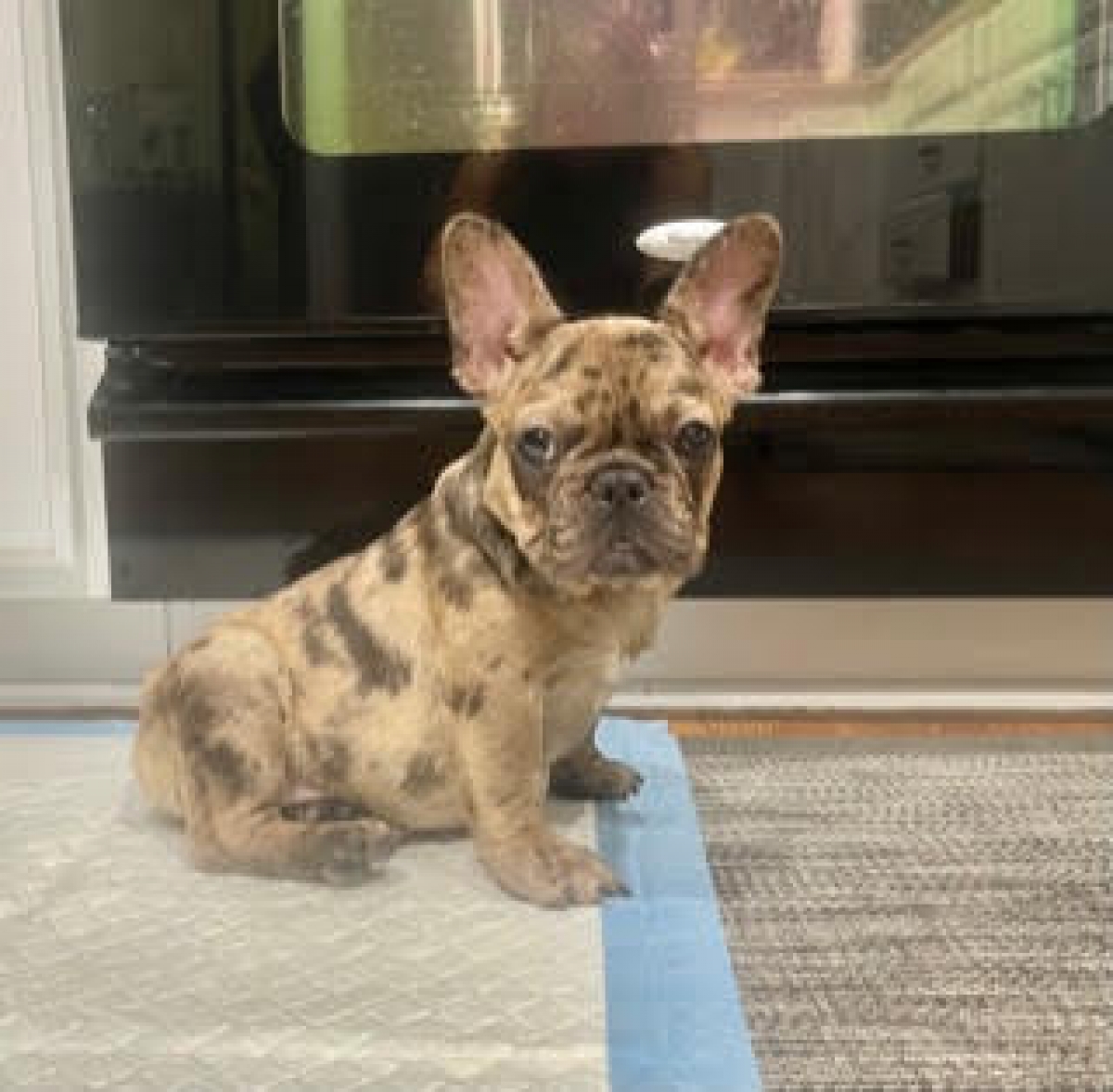 Sell Puppies Online 🐶 - Puppies Near You for Sale | Pawbe 🐾