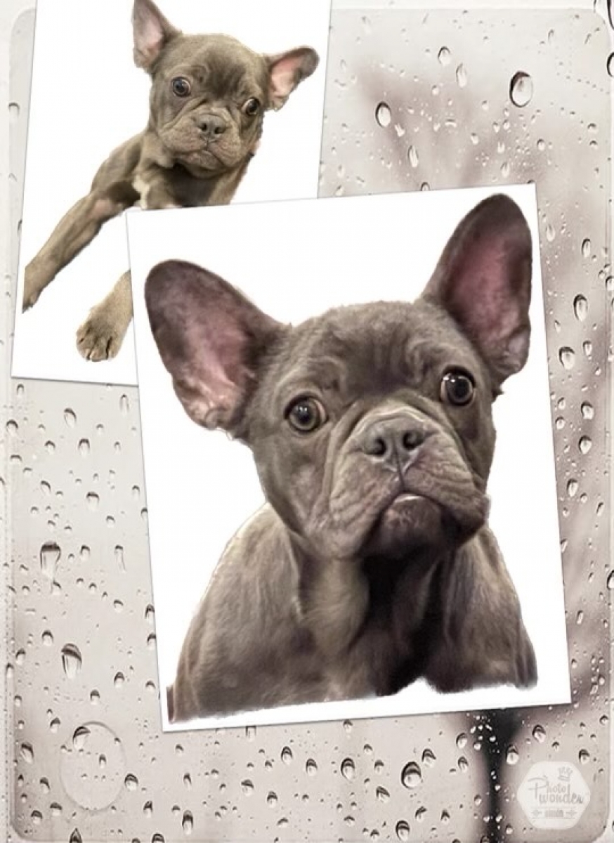 Sell Puppies Online 🐶 - Puppies Near You for Sale | Pawbe 🐾