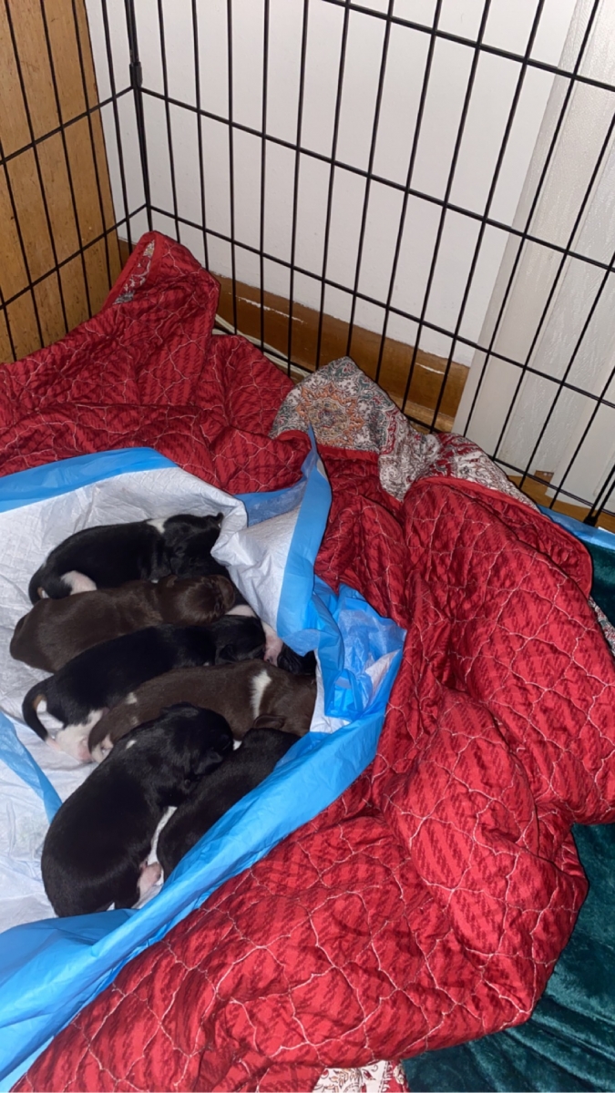 Sell Puppies Online 🐶 - Puppies Near You for Sale | Pawbe 🐾