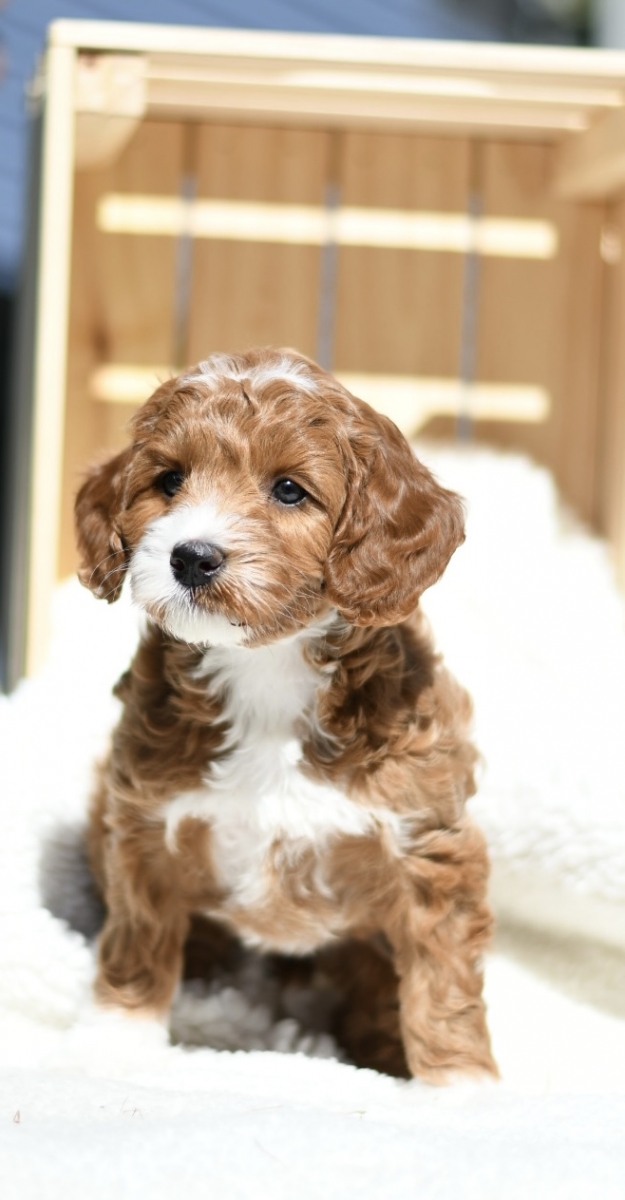 Sell Puppies Online 🐶 - Puppies Near You for Sale | Pawbe 🐾