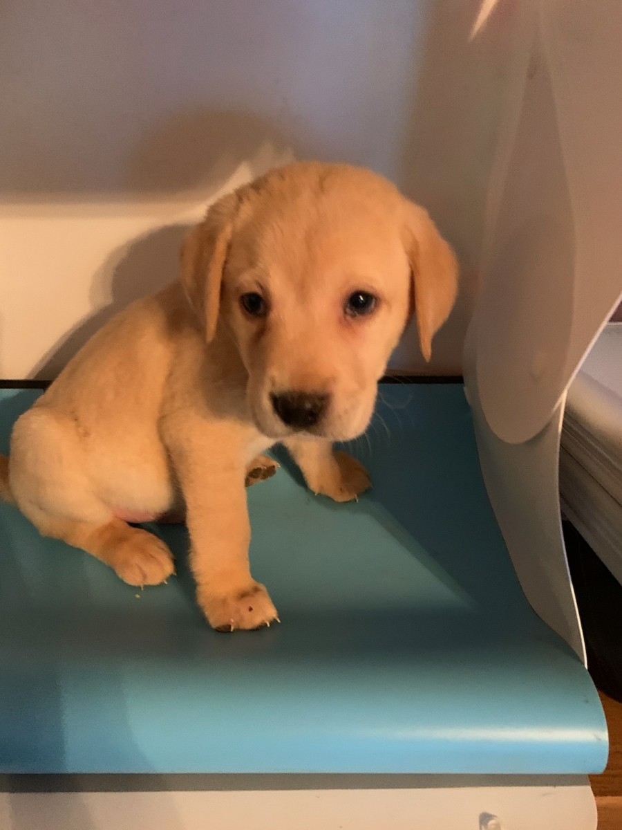 Sell Puppies Online 🐶 - Puppies Near You for Sale | Pawbe 🐾