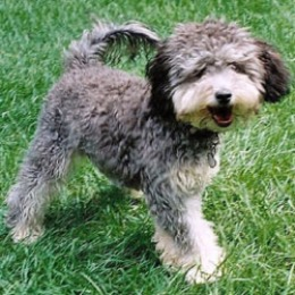 Sell Puppies Online 🐶 - Puppies Near You for Sale | Pawbe 🐾