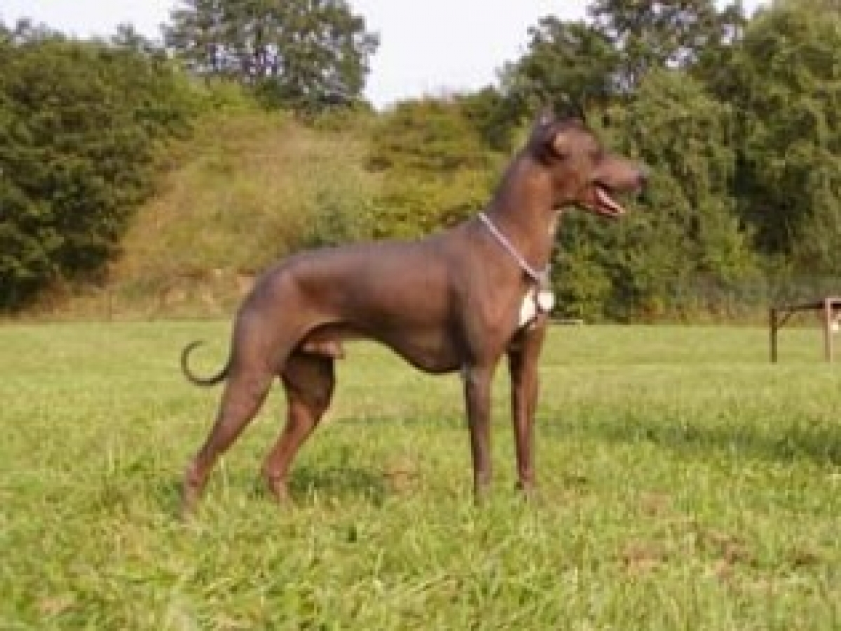 Sell Puppies Online 🐶 - Puppies Near You for Sale | Pawbe 🐾