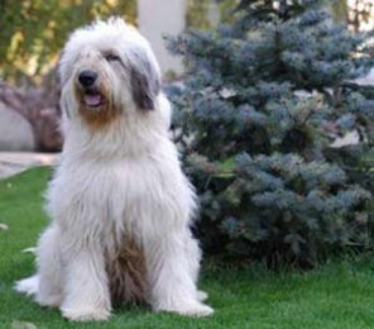 Sell Puppies Online 🐶 - Puppies Near You for Sale | Pawbe 🐾